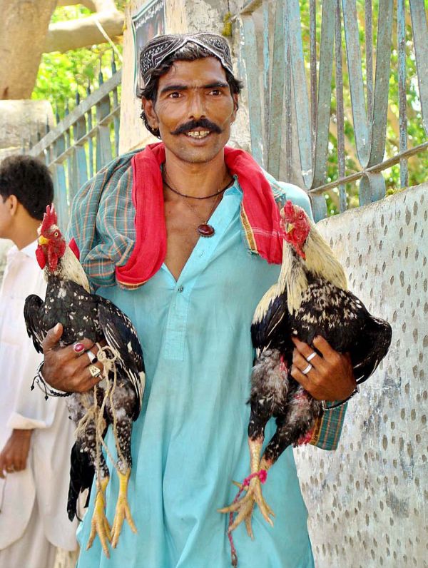 Roosters at Hyderabad Birds Bazaar – Pakistan Travel & Culture