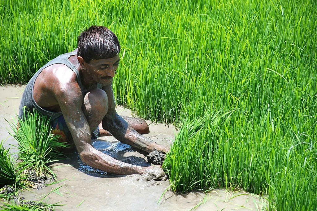 Planting rice in Pakistan – Pakistan Travel & Culture